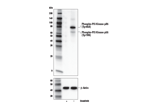 Phospho-PI3 Kinase p85 -Tyr458-p55 -Tyr199- -E3U1H- Rabbit mAb_CST_优宁维 ...