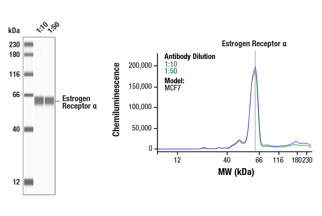Estrogen Receptor alpha -D8H8- Rabbit mAb_CST_优宁维(univ)商城