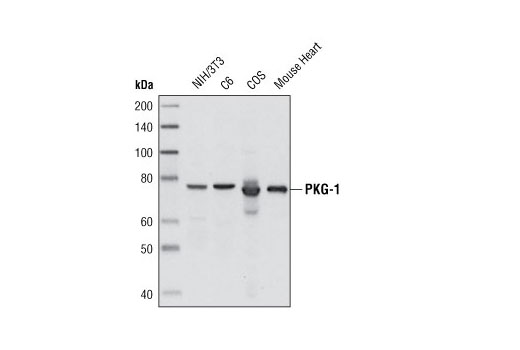 PKG-1 -C8A4- Rabbit mAb_CST_优宁维(univ)商城