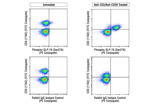 Phospho-SLP-76 -Ser376- -E3G9U- XP - Rabbit mAb -PE Conjugate_CST_优宁维 ...