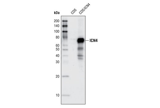 Notch4 -L5C5- Mouse mAb_CST_优宁维(univ)商城