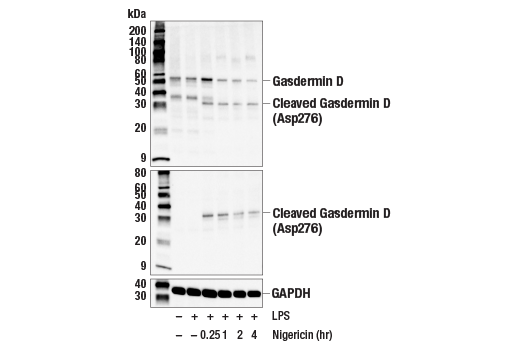 Gasdermin D -E4M2W- Rabbit mAb_CST_优宁维(univ)商城