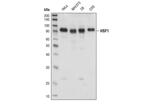 HSF1 Antibody_CST_优宁维(univ)商城