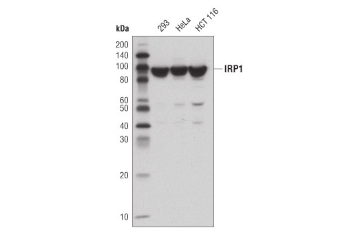 IRP1 -D6S4J- Rabbit mAb_CST_优宁维(univ)商城