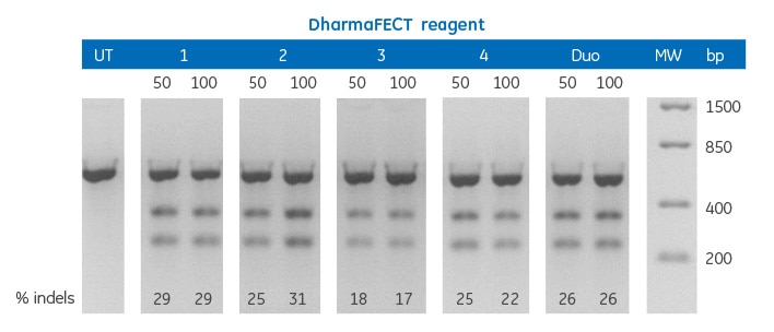 DharmaFECT 2 Transfection Reagent_Dharmacon_优宁维(univ)商城