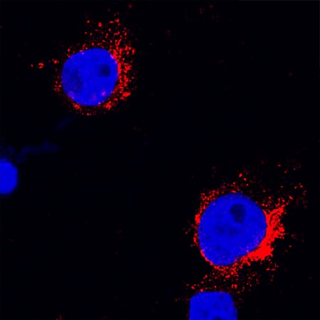 hFcg RI-CD64 MAb -Cl -500 ug_R&D Systems_优宁维(univ)商城