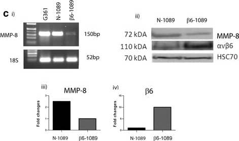 Human MMP-8 Antibody_R&D Systems_优宁维(univ)商城