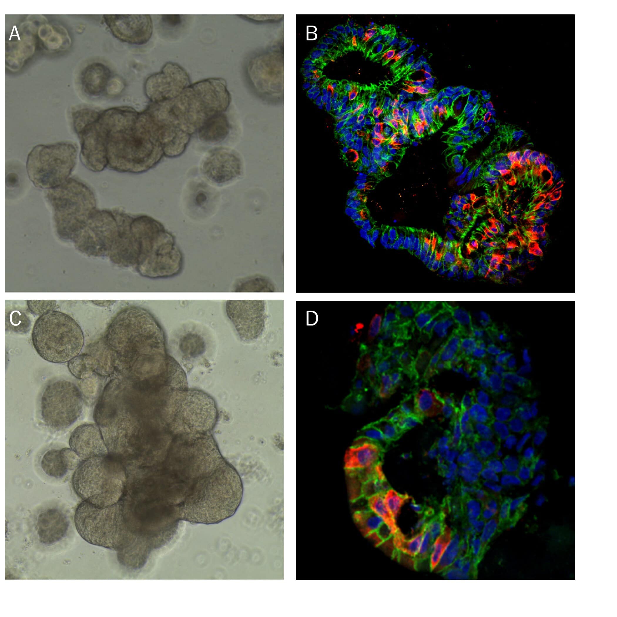 BME Select -1 mL_R&D Systems_优宁维(univ)商城