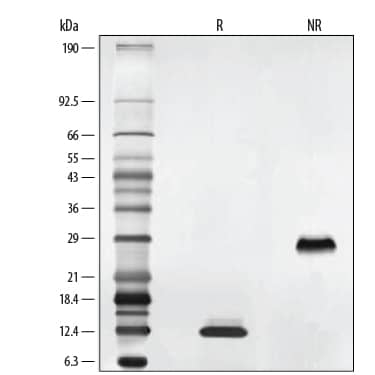 rhPDGF-BB GMP- CF -1 mg_R&D Systems_优宁维(univ)商城