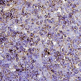 Mouse CD3 MAb -Clone 17A2- -25 ug_R&D Systems_优宁维(univ)商城