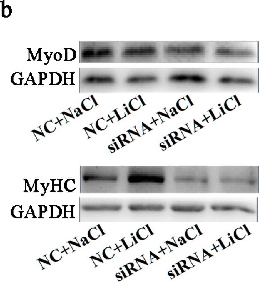 MYHC MAb -Cl MF20- -25 ug_R&D Systems_优宁维(univ)商城