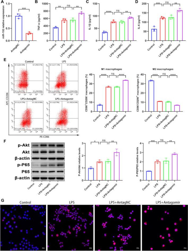 MO CD206 MR6F3 APC MAB_Thermo流式_优宁维(univ)商城