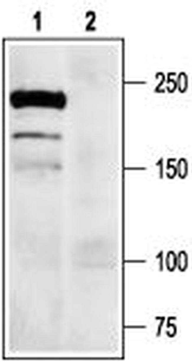 NAV1-7 -SCN9A- ANTIBODY_Thermo_优宁维(univ)商城
